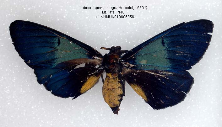 Papua Insects Foundation (Lepidoptera/Ennominae thumbnails)